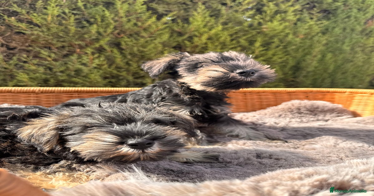 SCHNAUZER MINI SAL Y PIMIENTA en venta en Liria | MundoAnimalia