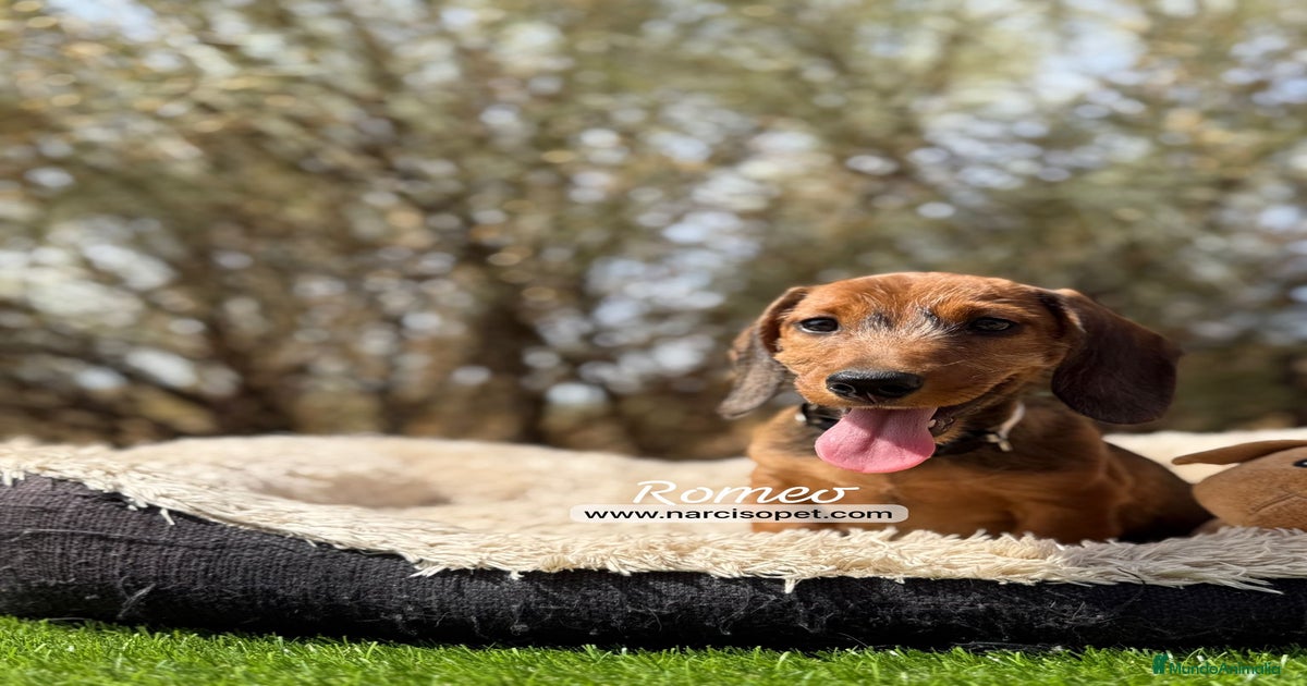 TECKEL PELO DURO MACHO en venta en Barcelona | MundoAnimalia