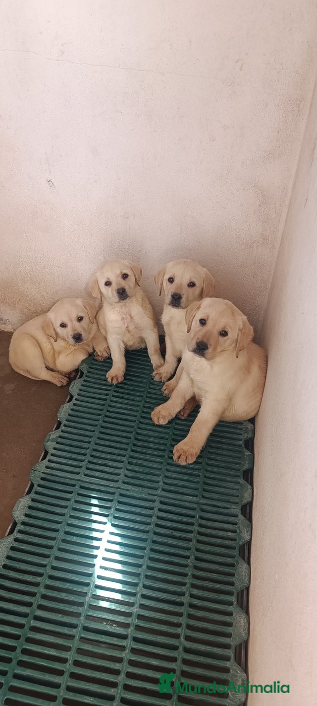 Cachorros de Labrador en venta en Cáceres | MundoAnimalia