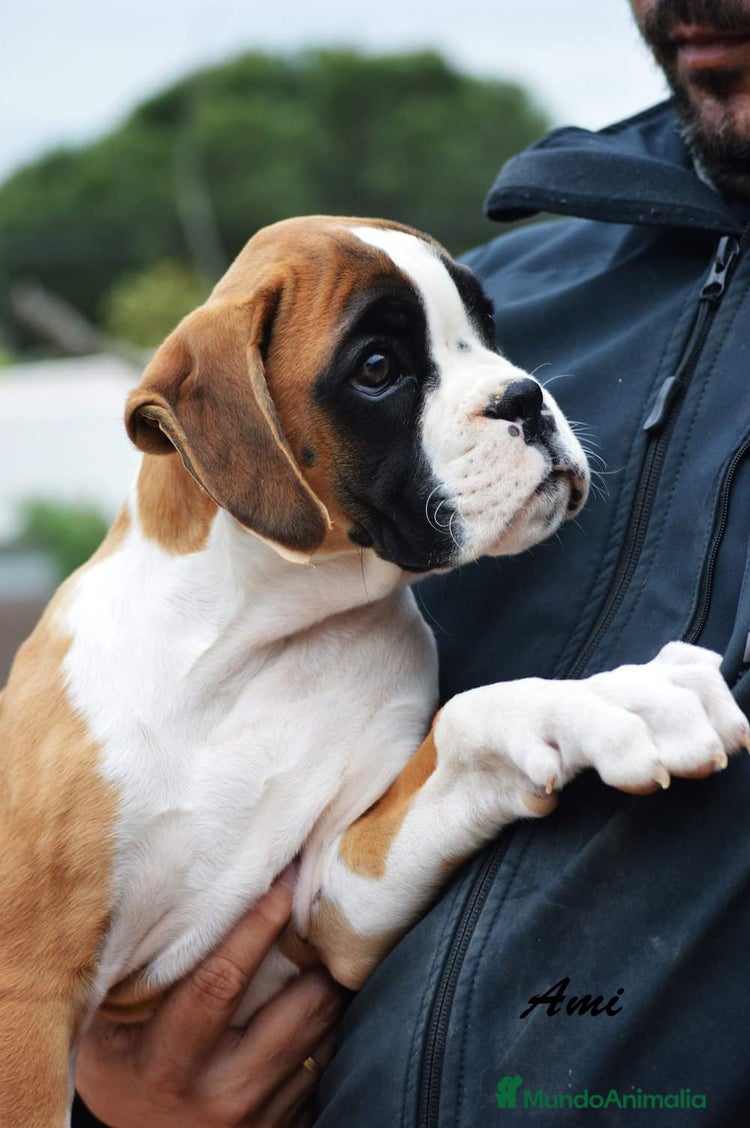 Boxer Perros Raza - Características, Fotos & Precio | MundoAnimalia
