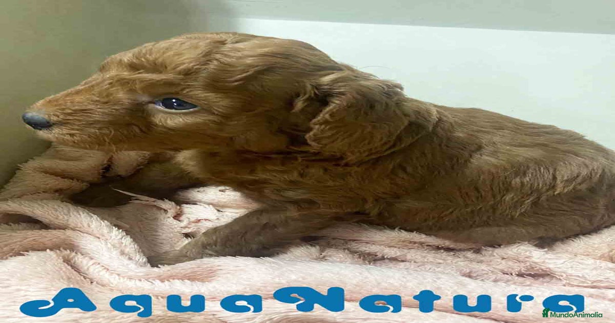 Caniche Macho de Barbie y Can AQUANATURA en venta en Barcelona ...