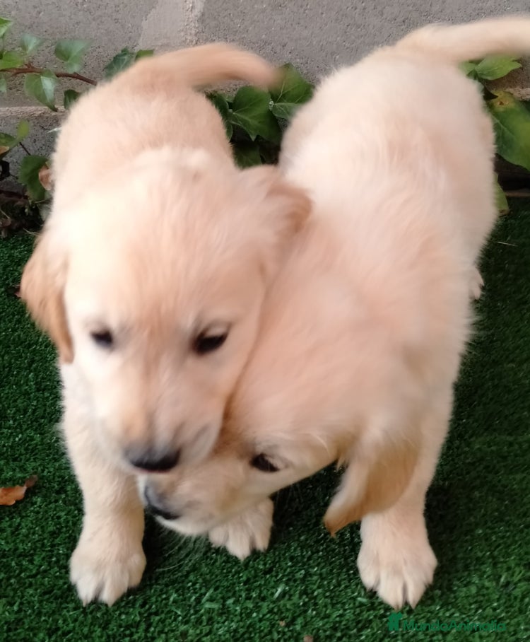 Labradoodle Perros Raza - Características, Fotos & Precio | MundoAnimalia