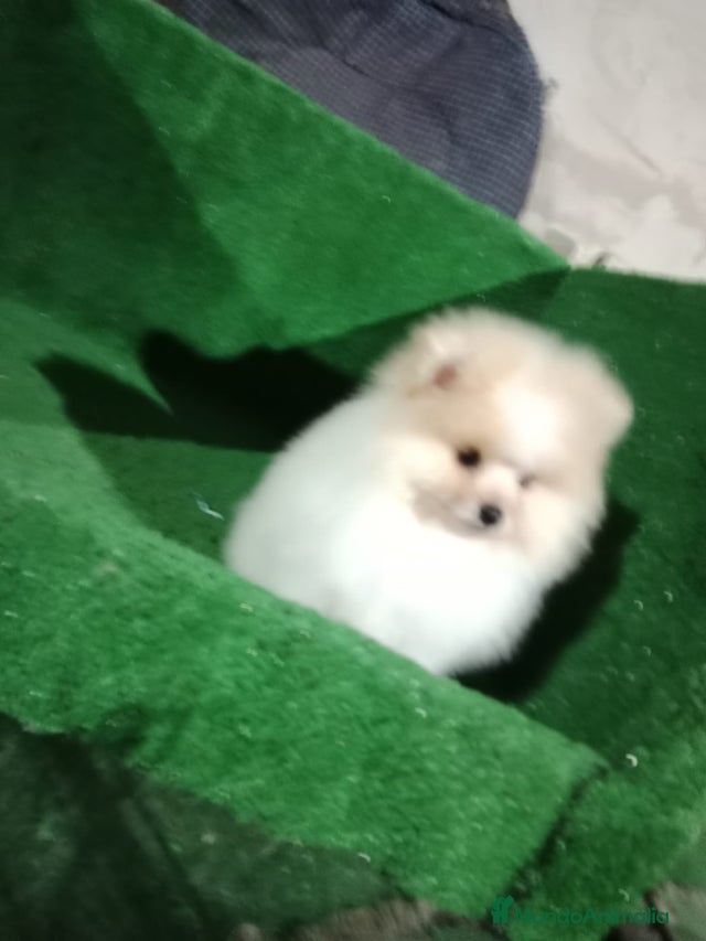 Lulú de pomerania toy en venta en Santa Fe | MundoAnimalia