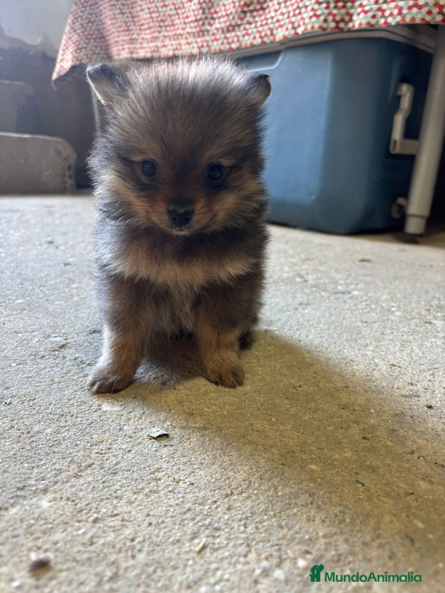 Hembras de Pomeranias en venta en Lucena del Puerto | MundoAnimalia