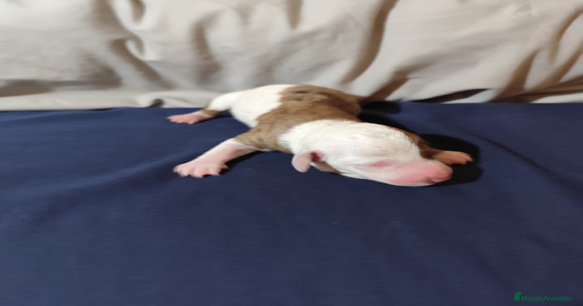 macho Teckel merle chocolate blanco en venta en Barcelona | MundoAnimalia