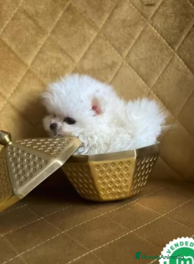 Bichón maltes mini en venta en Totana | MundoAnimalia