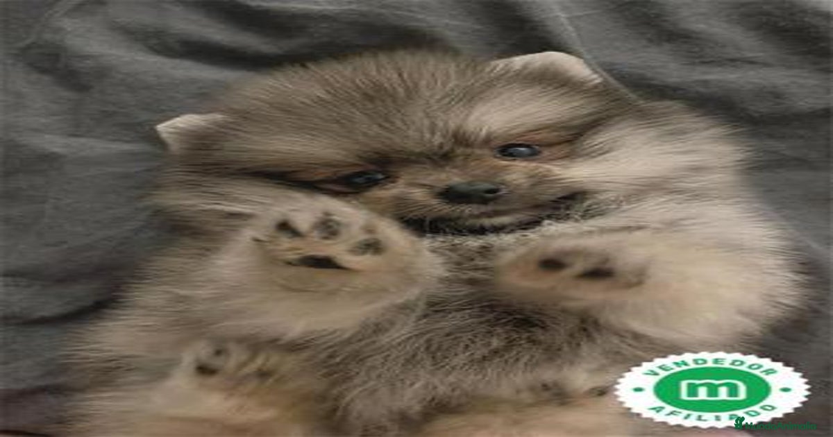Pomeranias Toy color sable muy pequeños en venta en Sevilla | MundoAnimalia