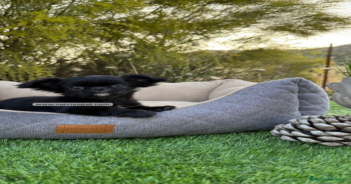 CHIHUAHUA PELO LARGO MACHITO en venta en Barcelona | MundoAnimalia