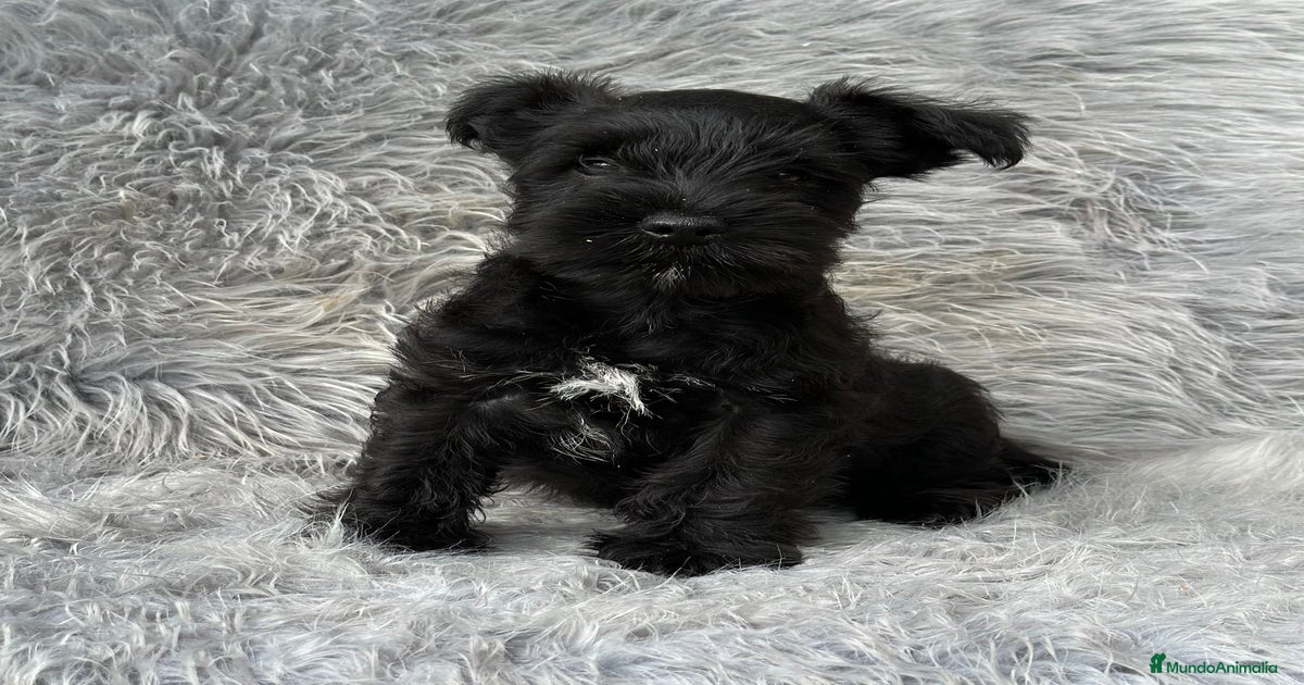 SCHNAUZER MINI NEGRO MACHO en venta en Barcelona | MundoAnimalia