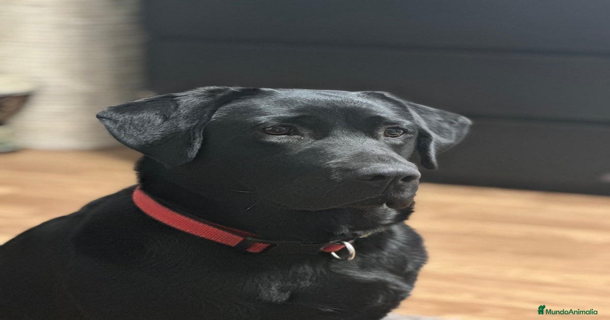 Camada labrador en venta en Bagà | MundoAnimalia