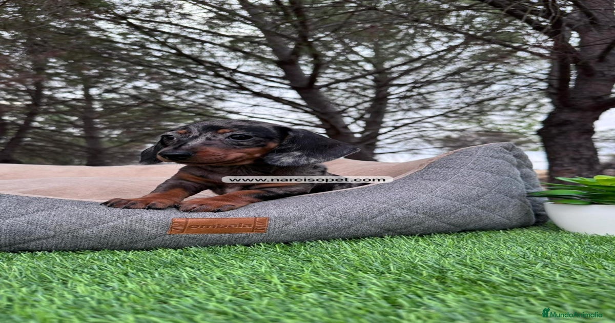 TECKEL MERLE PLATA HEMBRA en venta en Asturias | MundoAnimalia
