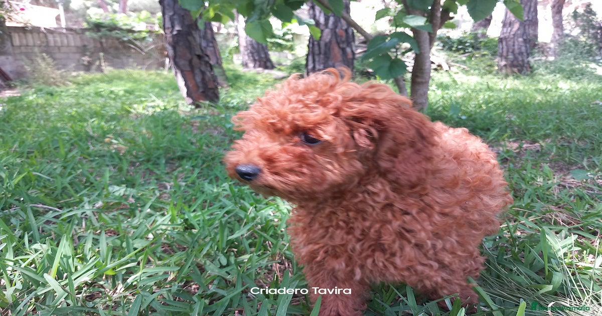 Perrito Caniche Toy Rojo en venta en Madrid | MundoAnimalia