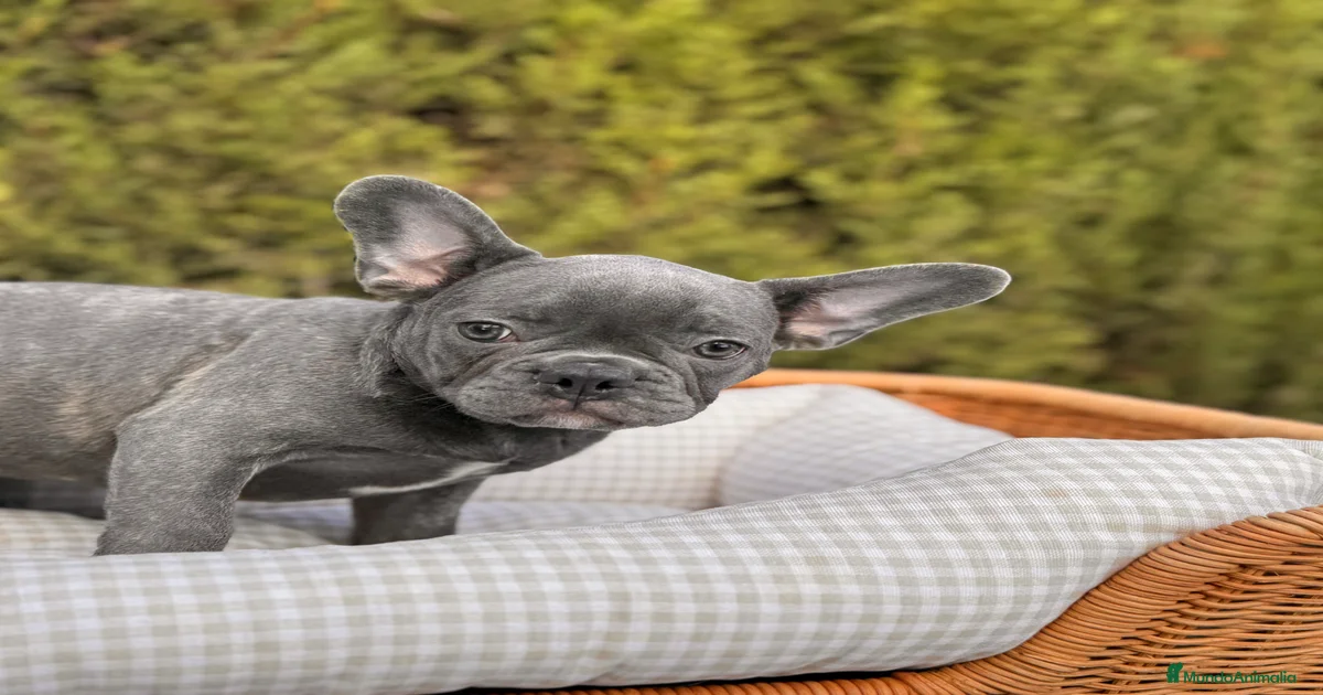 BULLDOG FRANCÉS BLUE ATIGRADO en venta en Liria | MundoAnimalia