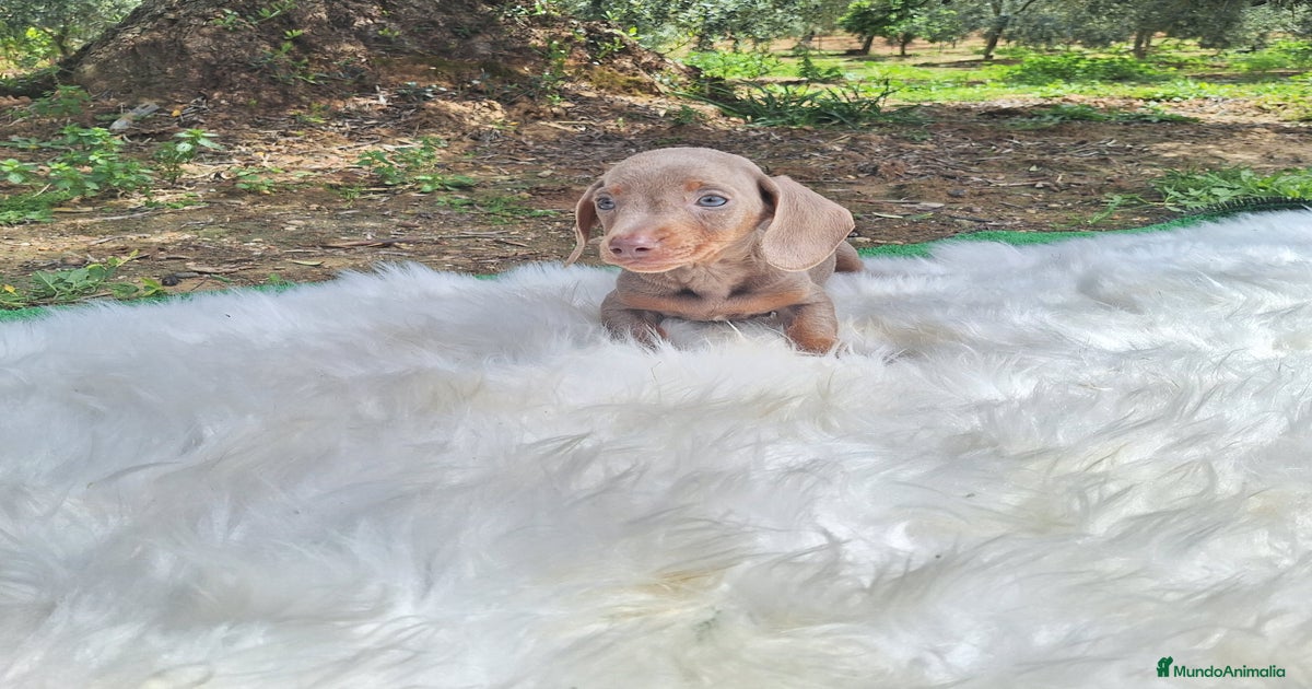 TECKEL BLUE Y ISABELA en venta en Sevilla | MundoAnimalia