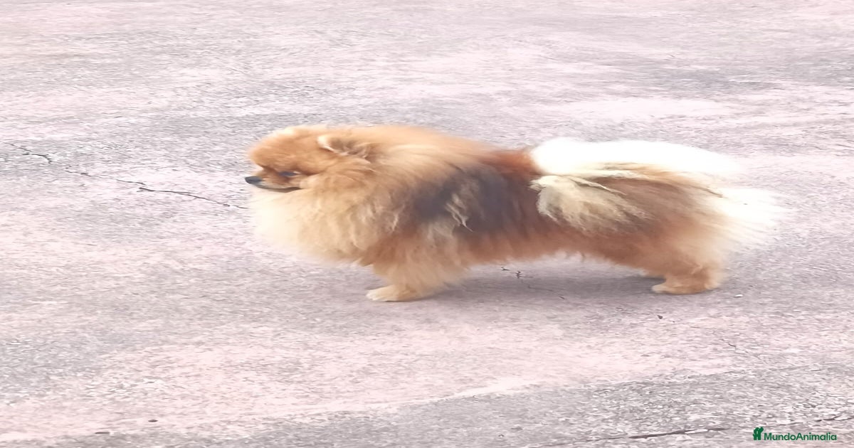 Macho para Exposiciónes y Concursos en venta en Játiva | MundoAnimalia