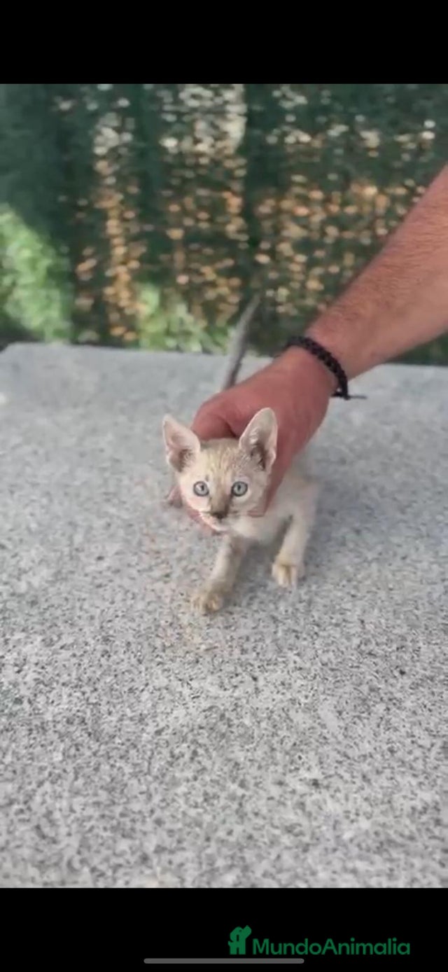 SIAMES RED POINT en venta en Madrid | MundoAnimalia