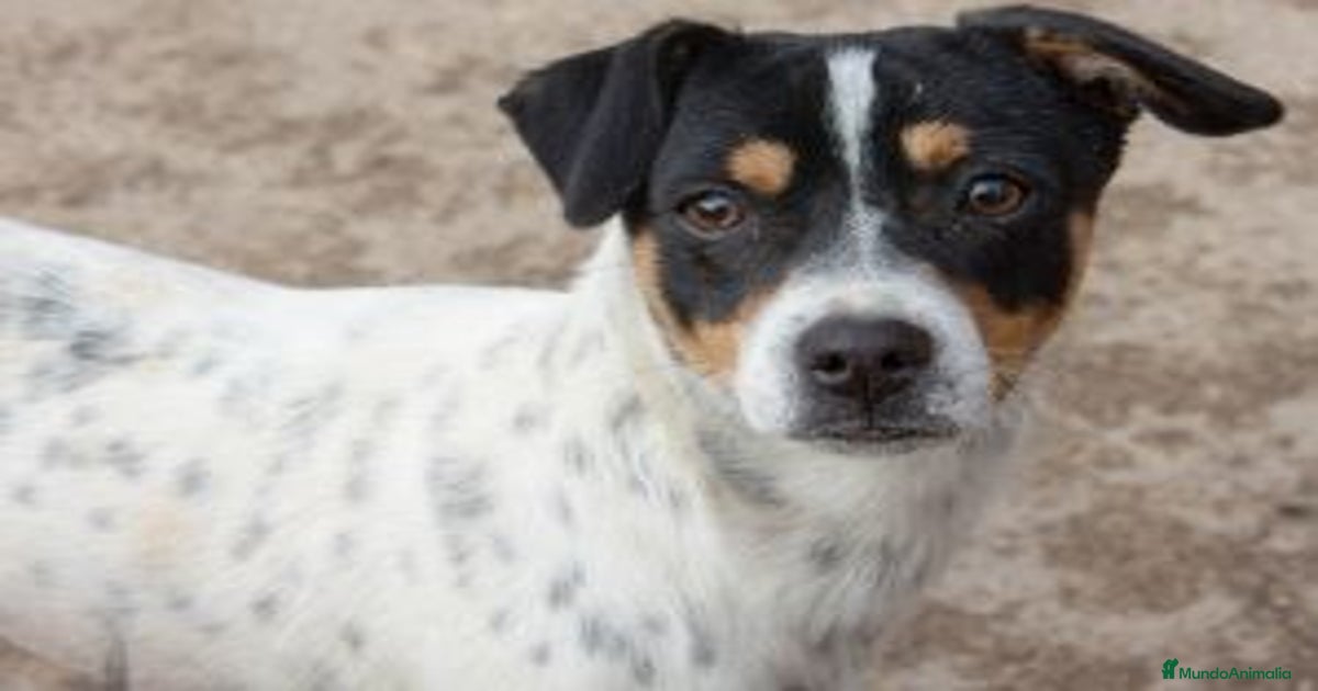 perro pequeño en adopcion Nero en adopcion en Játiva | MundoAnimalia