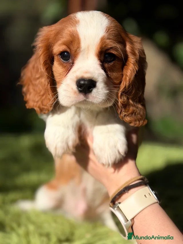 Cavalier color Blenheim en venta en Piera | MundoAnimalia