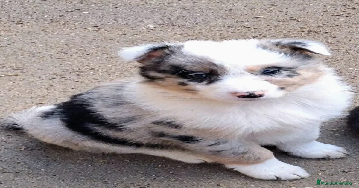 Boder collie Madrid en venta en Navalcarnero | MundoAnimalia