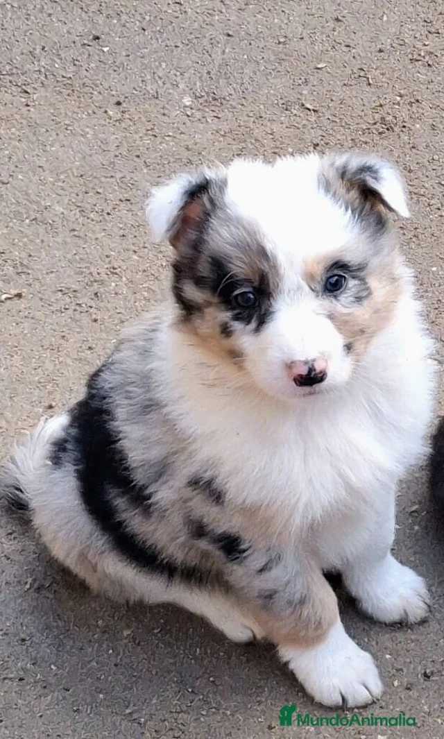 Boder collie Madrid en venta en Navalcarnero | MundoAnimalia