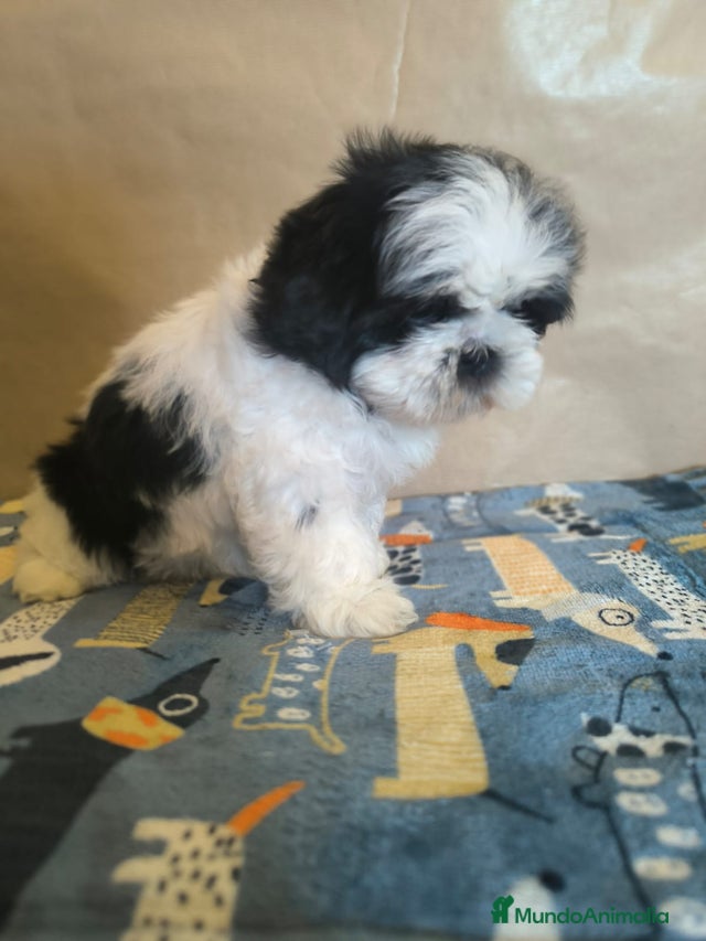 Shit tzu mini en venta en Carmona | MundoAnimalia