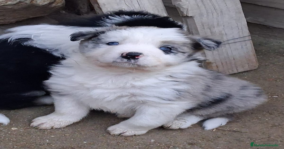 Boder collie Móstoles en venta en Navalcarnero | MundoAnimalia