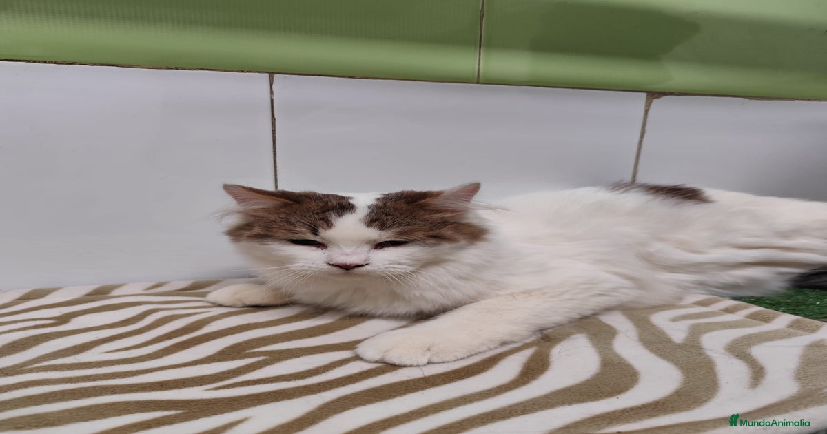 Persa con Angora en venta en Zaragoza | MundoAnimalia