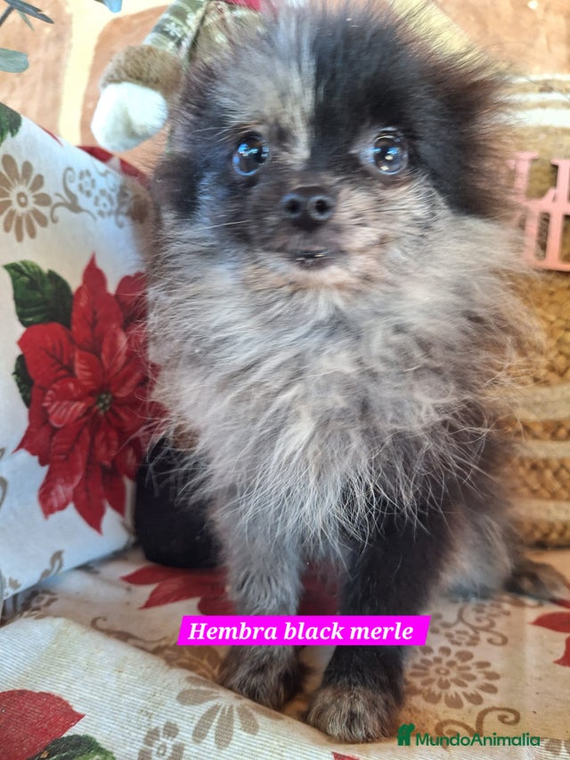 Pomeranias merle,black merle¡¡Toy!! en venta en Orcera | MundoAnimalia
