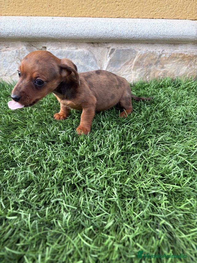 Teckel Kaninchen macho Merle chocolate diluido en venta en Bilbao ...