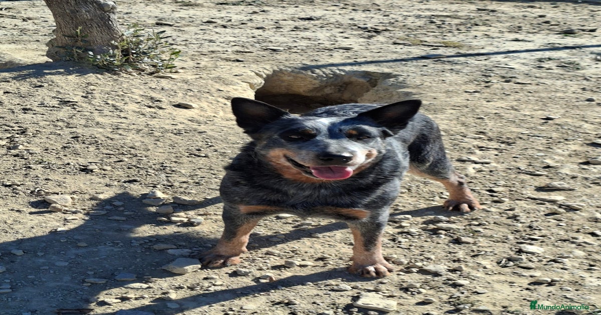 Australian cattle dog hembra en adopcion en Villar del Arzobispo ...
