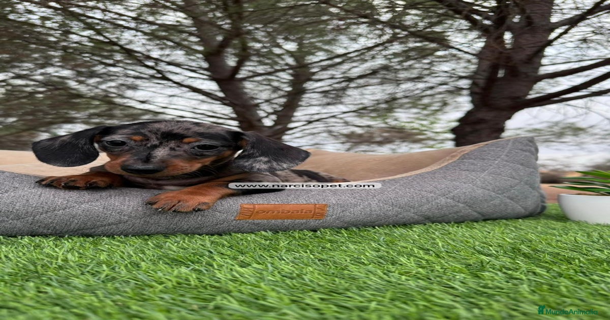 TECKEL MERLE PLATA HEMBRA en venta en Miguelturra | MundoAnimalia