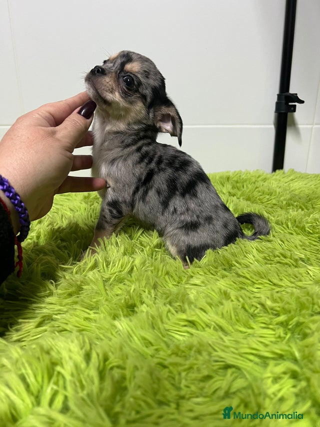 Chihuahua toy merle en venta en Santa Fe | MundoAnimalia