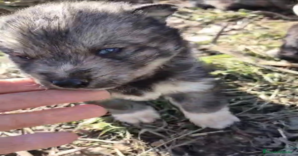 Husky siberiano cachorros los papás son de tiro en venta en Bilbao ...