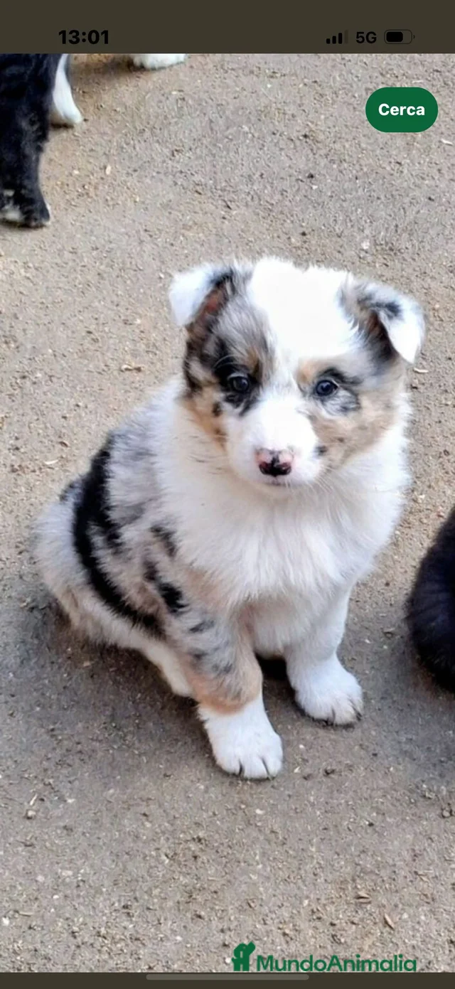 Boder collie Madrid en venta en Navalcarnero | MundoAnimalia