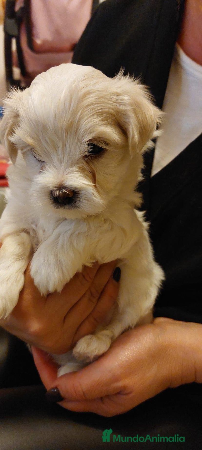 Labradoodle Perros Raza - Características, Fotos & Precio | MundoAnimalia