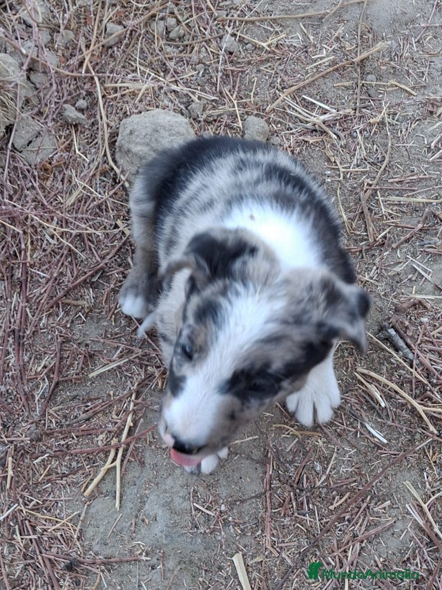 Boder collie en venta en Navalcarnero | MundoAnimalia