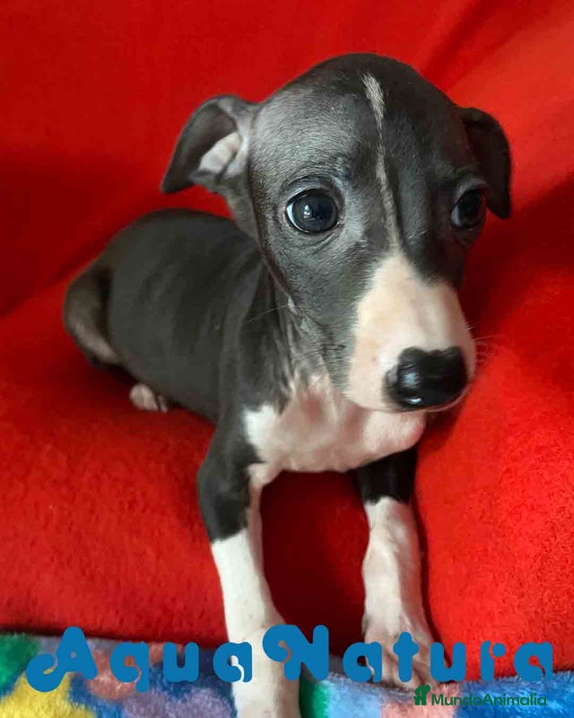 Lebrel Italiano Macho 7345 de BN - AQUANATURA en venta en Barcelona ...