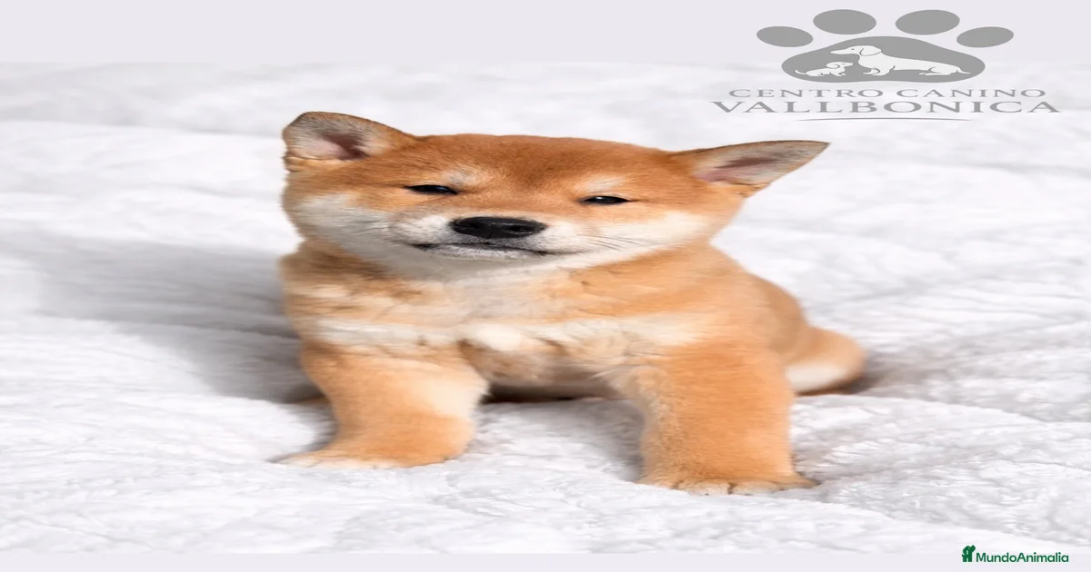 Shiba Inu rojo en venta en Piera | MundoAnimalia