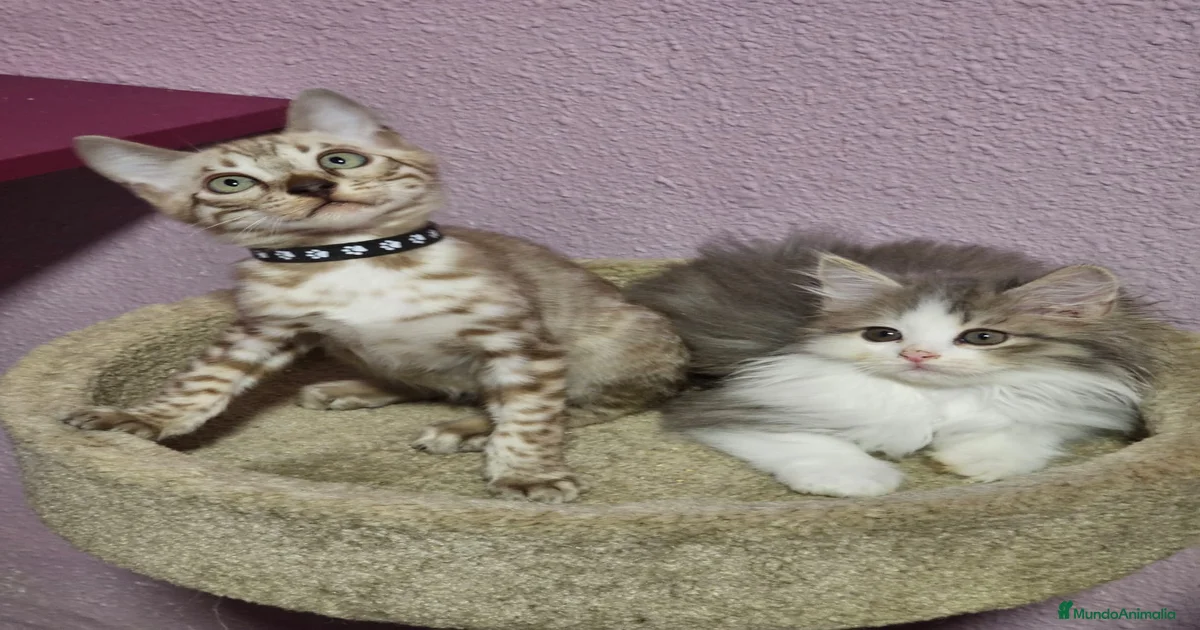 Hembra Exótica y Hembra Kurilian en venta en Madrid | MundoAnimalia