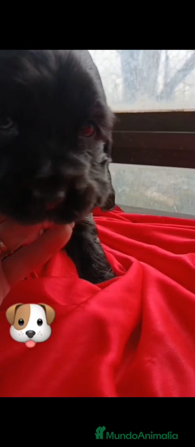 Última hembra de cocker Spaniel!! en venta en Beniel | MundoAnimalia