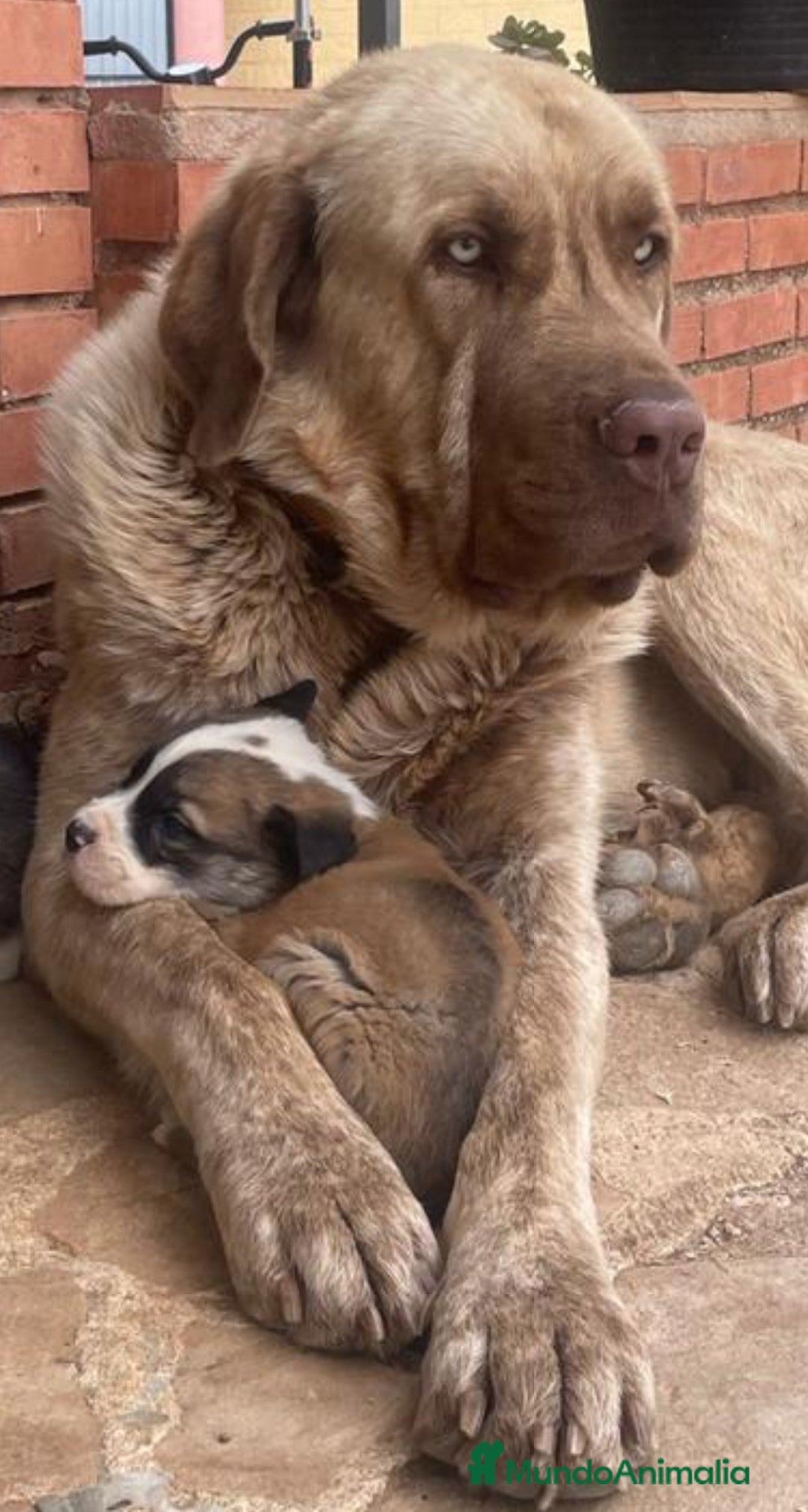 Cachorros de mastín español en venta en | MundoAnimalia