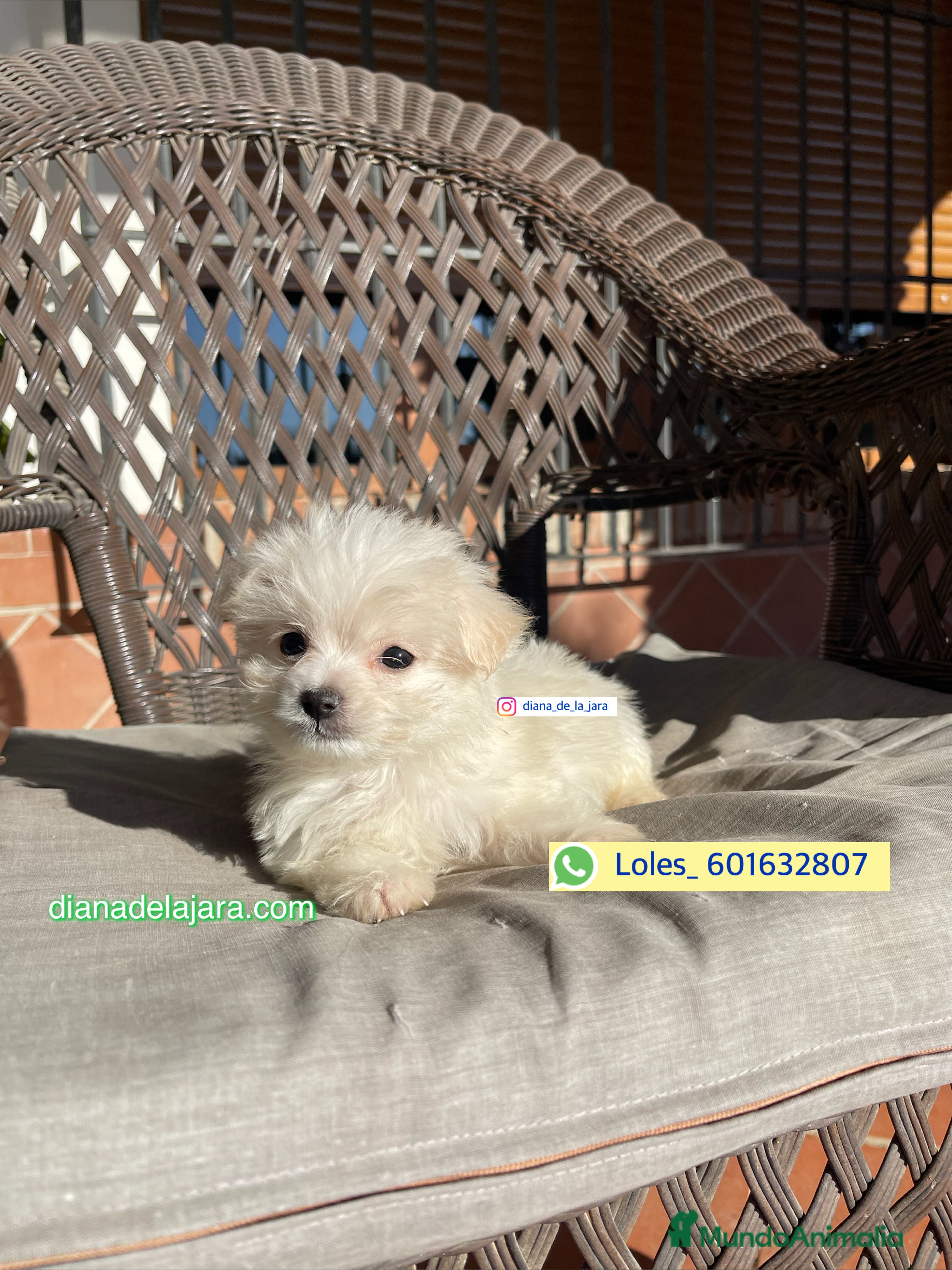 Bichon maltes mini en venta en Granada | MundoAnimalia