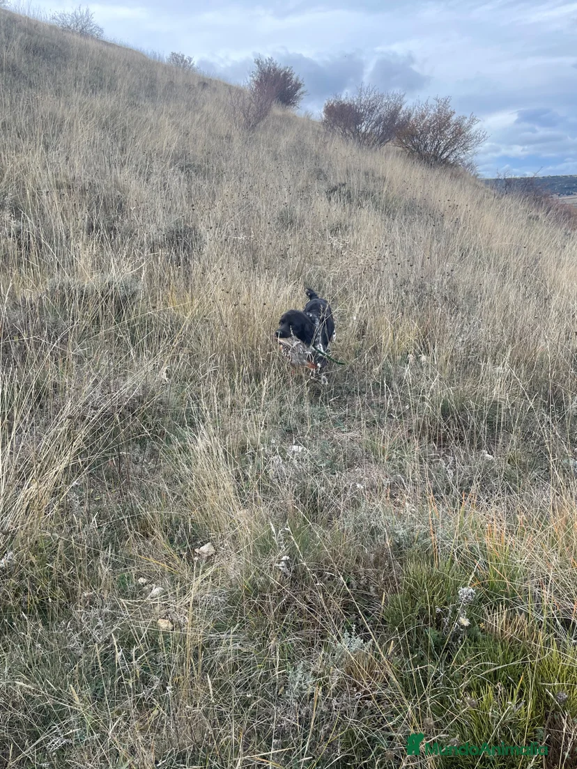 Epagneul bretón en venta en Teruel | MundoAnimalia