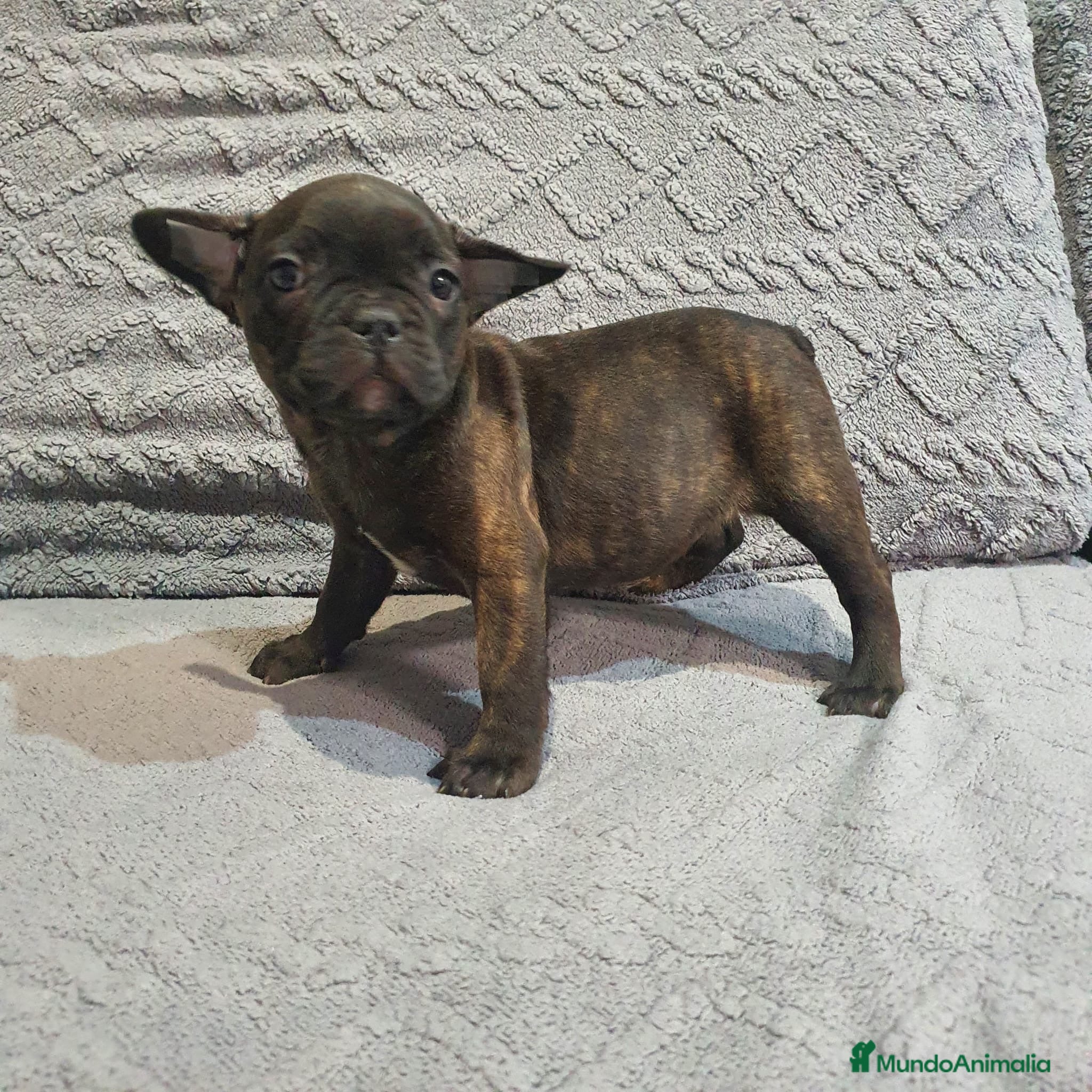Bulldog atigrado en venta en Barcelona | MundoAnimalia
