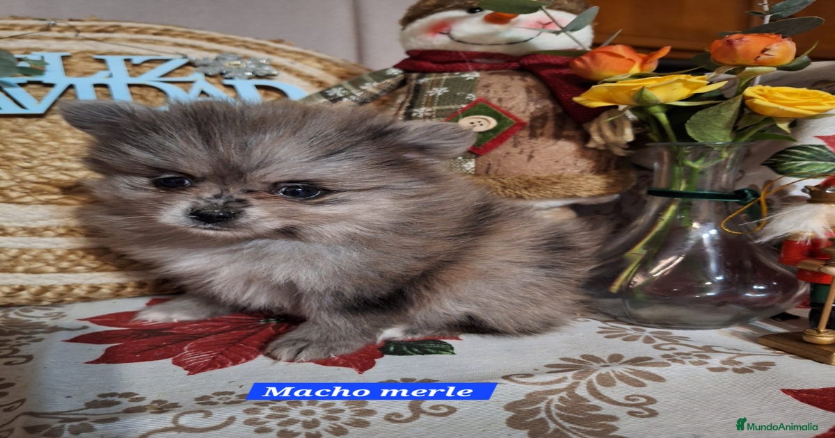 Machito de pomerania merle en venta en Orcera | MundoAnimalia