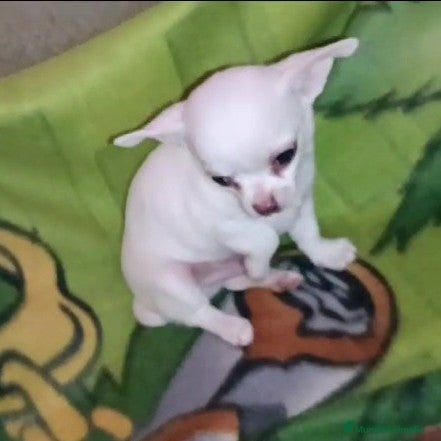 MACHITO CHIHUAHUA BLANCO CABEZA DE MANZANA en venta en Murcia ...