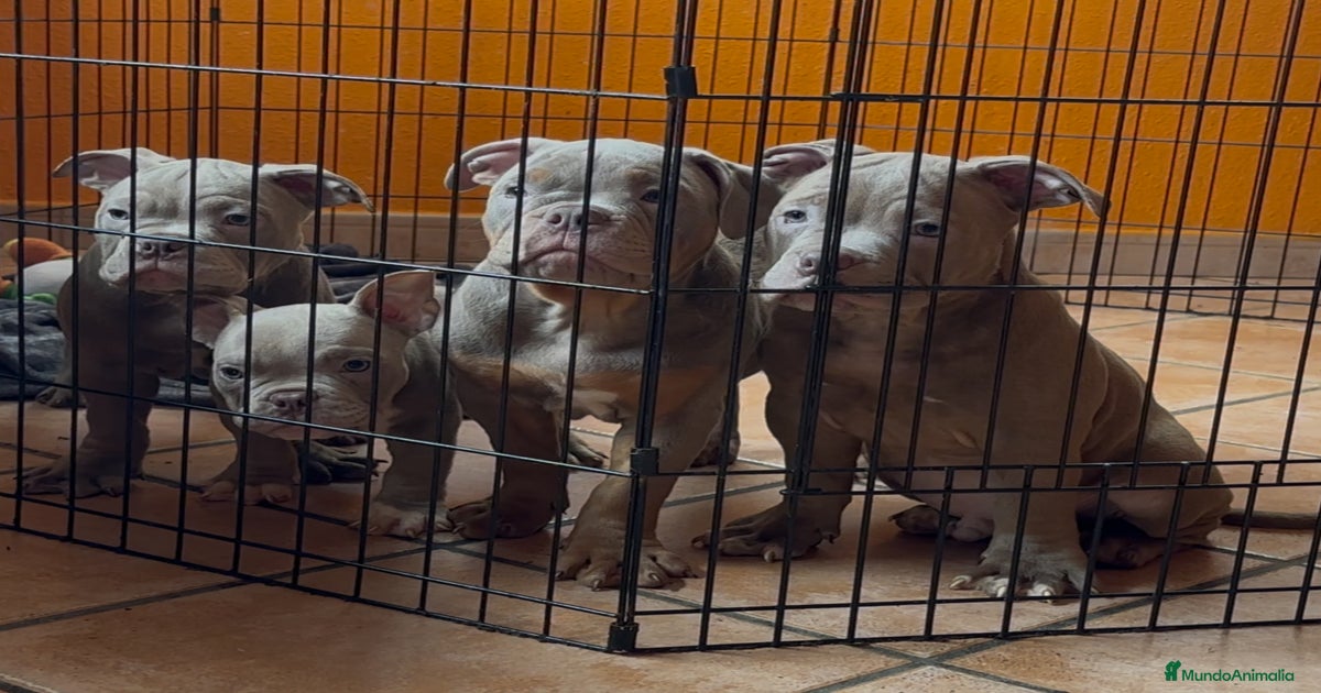 American bully exóticos en venta en Cantabria | MundoAnimalia