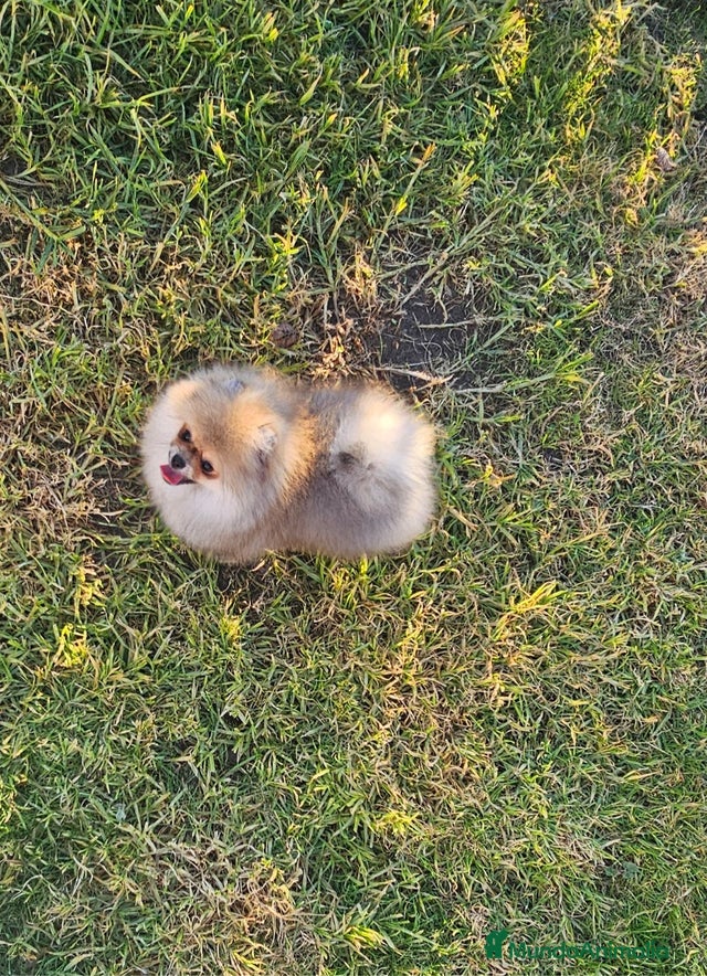 ESPECTACULAR POMERANIA MACHITO en venta en Jaén | MundoAnimalia