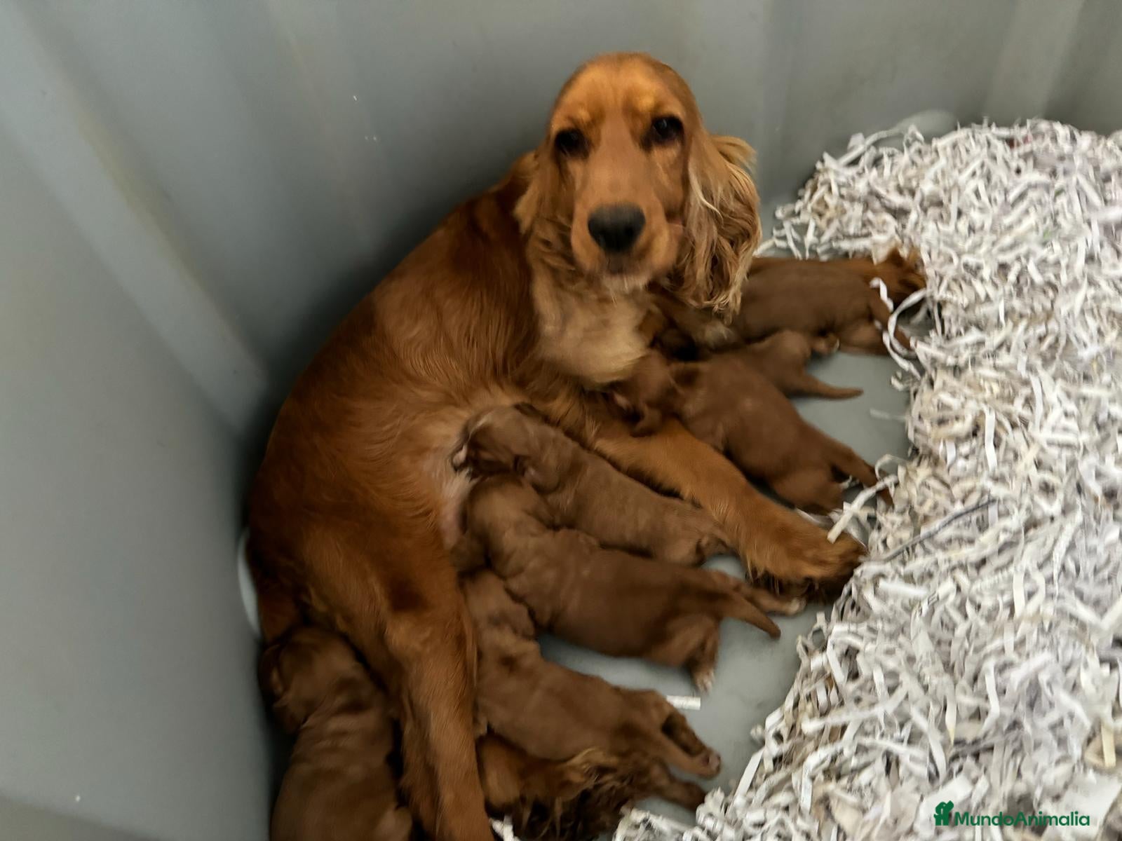 CAMADA DE COCKER en venta en Seville | MundoAnimalia