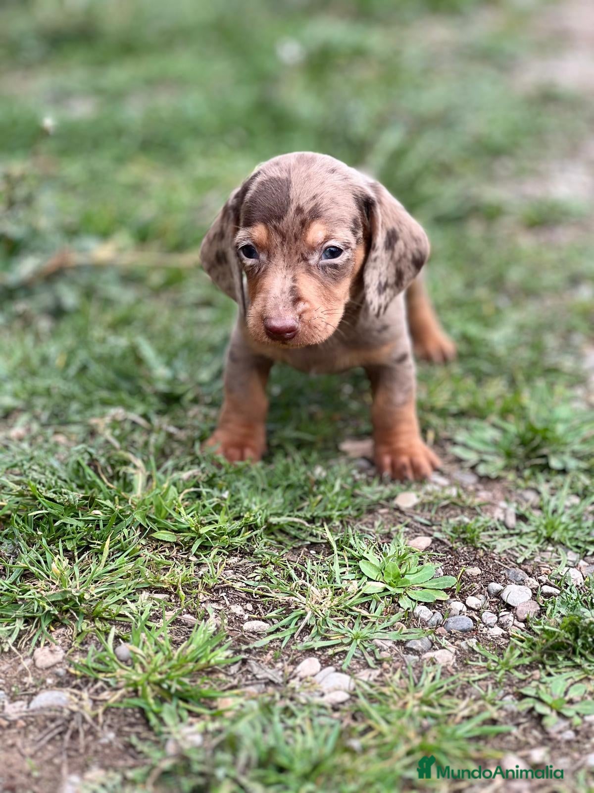 TECKEL CHOCO MERLE EXÓTICO MINIATURA en venta en Barcelona | MundoAnimalia